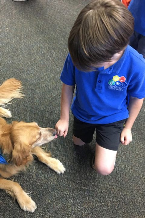 OC Animal Allies - OC Animal Allies